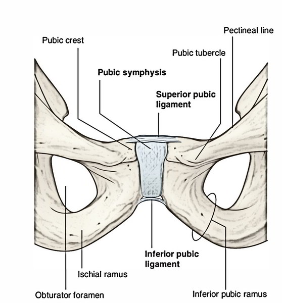 Obturator Foramen Earths Lab