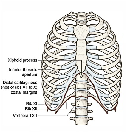Component Parts Thoracic Wall | Earth's Lab
