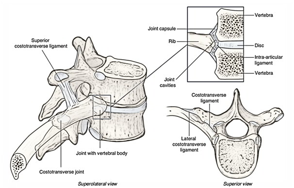 Easy Notes On 【Costotransverse Joints】Learn in Just 3 Minutes!