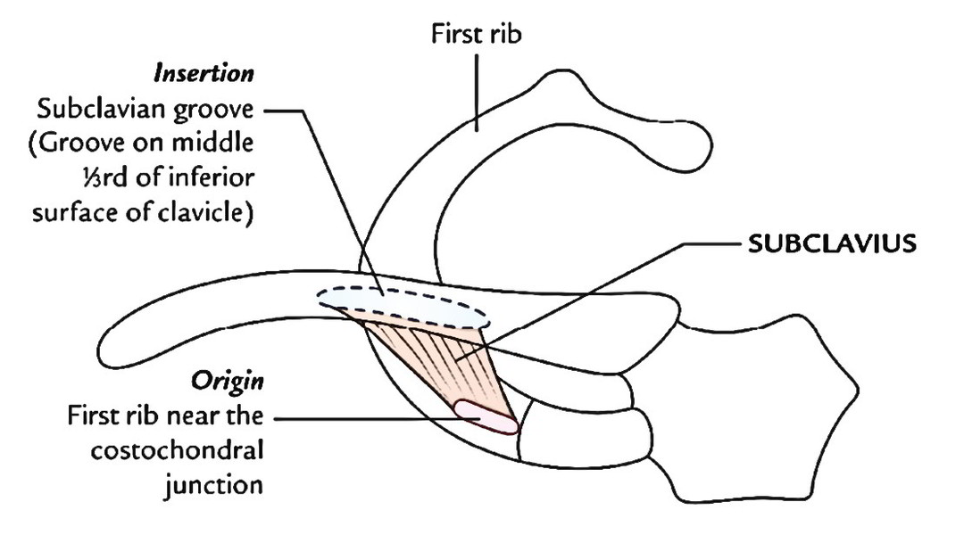 Easy Notes On 【The Pectoral Region – Muscles】Learn in Just 6 Mins!