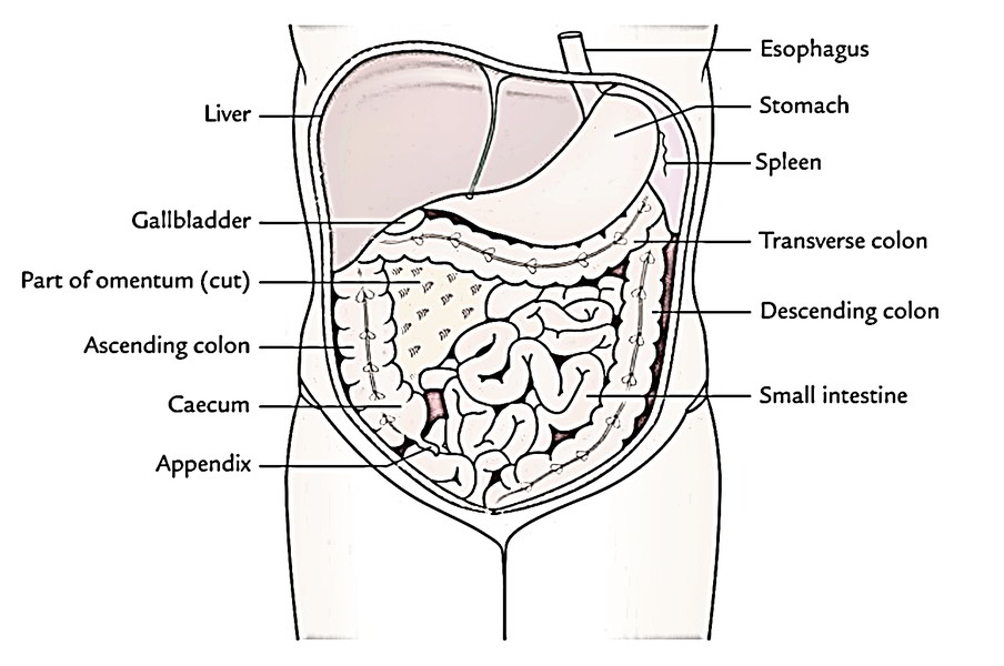 Easy Notes On 【abdominal Cavity】learn In Just 3 Minutes