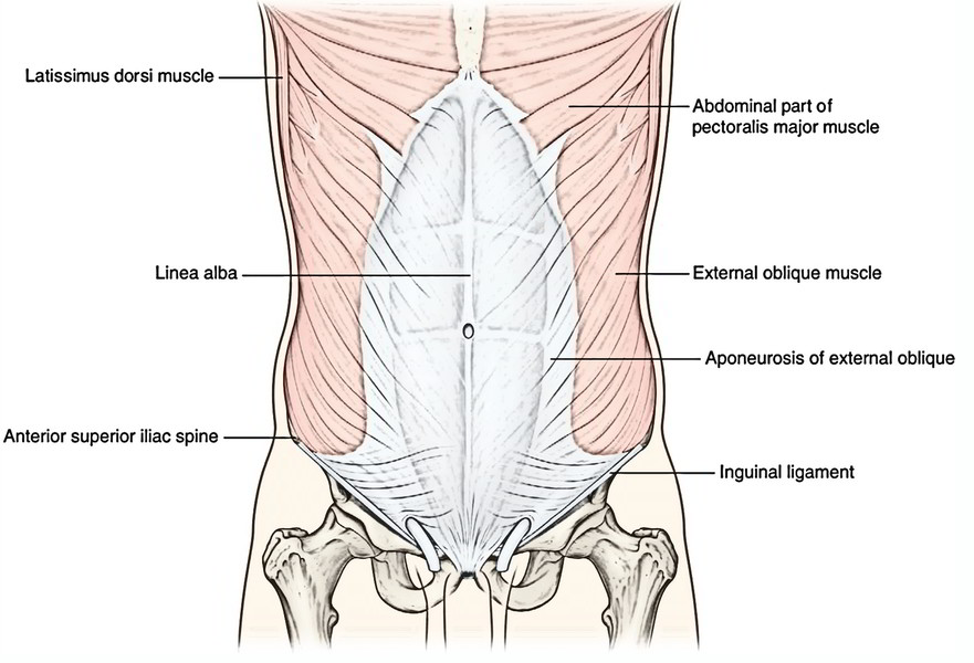 Easy Notes On 【abdominal Wall】learn In Just 3 Minutes