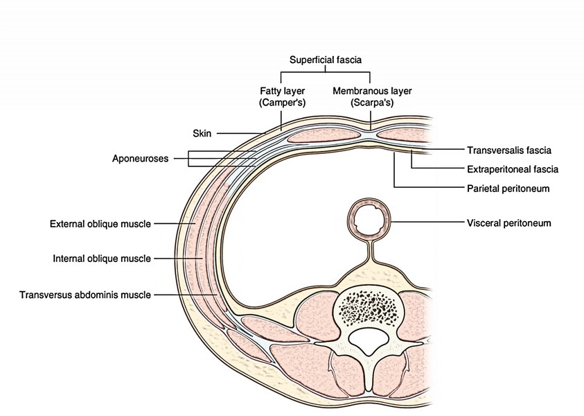 Easy Notes On 【abdominal Wall】learn In Just 3 Minutes