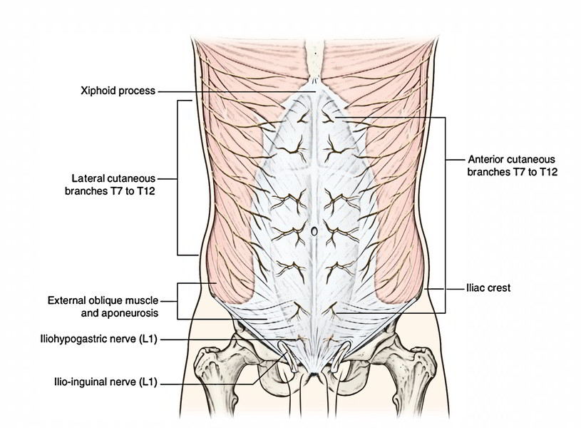 Easy Notes On 【abdominal Wall】learn In Just 3 Minutes