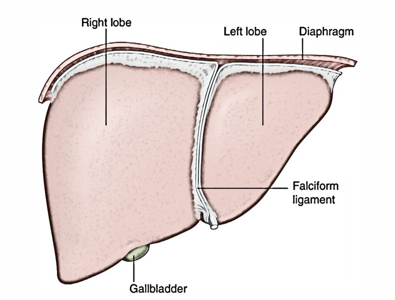 Liver | | Earth's Lab