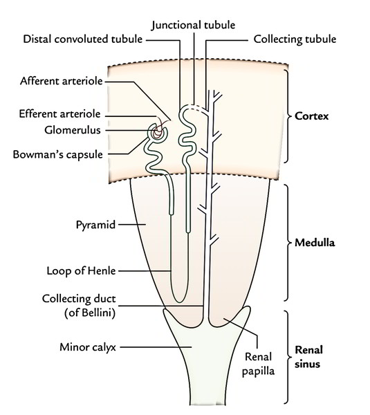 Easy Notes On 【Kidneys】Learn in Just 4 Minutes!