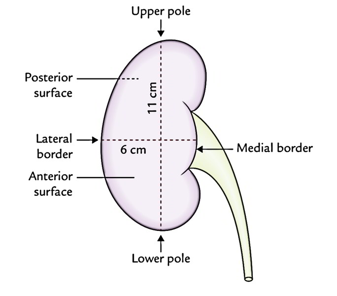 Easy Notes On 【Kidneys】Learn in Just 4 Minutes!