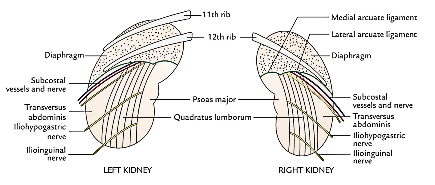Easy Notes On 【Kidneys】Learn in Just 4 Minutes!