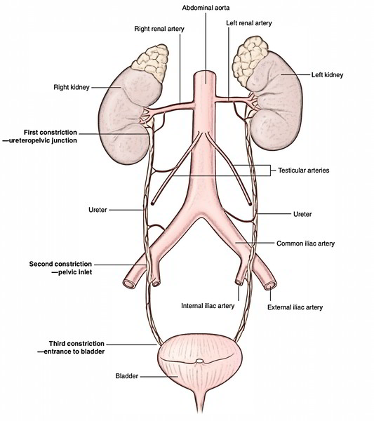 Ureter Measurements Course Parts And Relations And Clinical Significance Earths Lab
