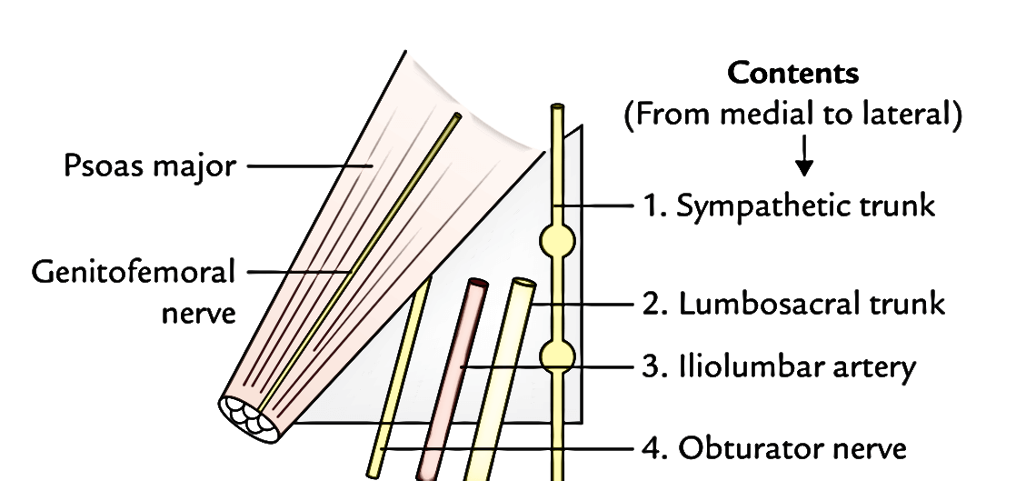 Easy Notes On 【Psoas Major】Learn in Just 4 Minutes!