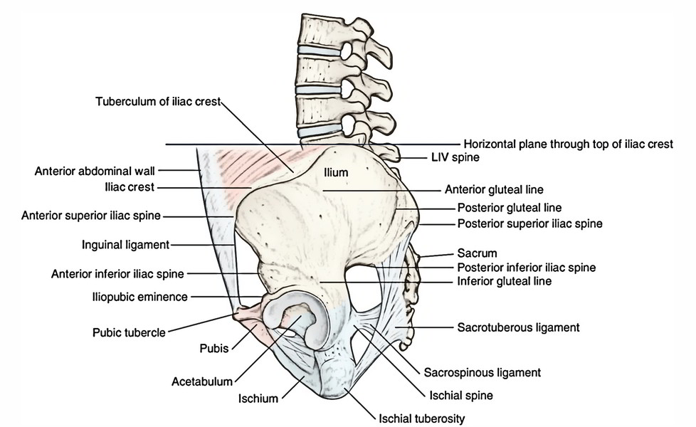Ischial Spine