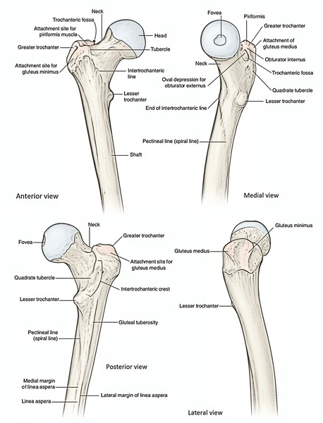 Femur Parts Side Determination Anatomical Position Upper End Shaft Articular Surface