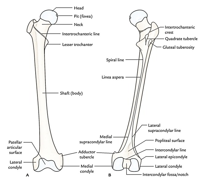 Femur Parts Side Determination Anatomical Position Upper End Shaft Articular Surface