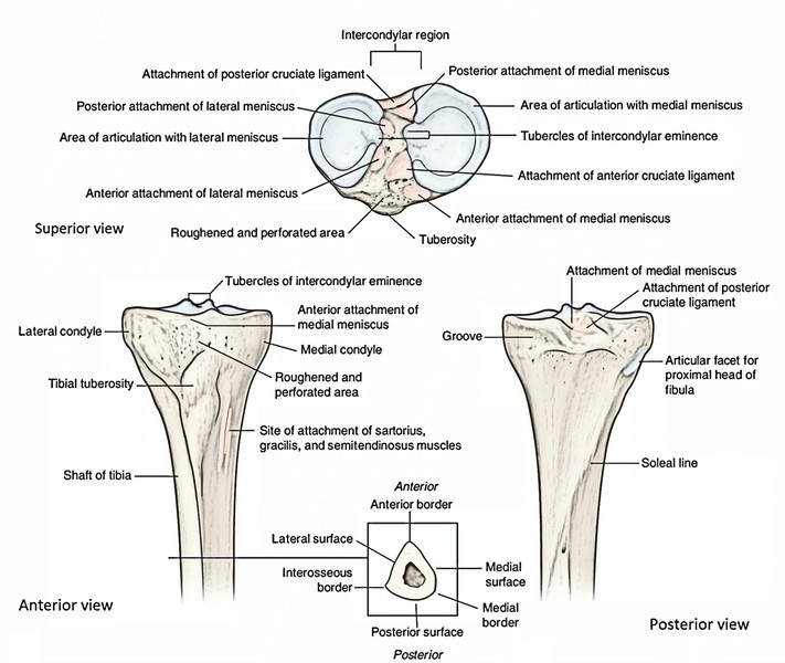 Tibia (Shinbone) | Earth's Lab