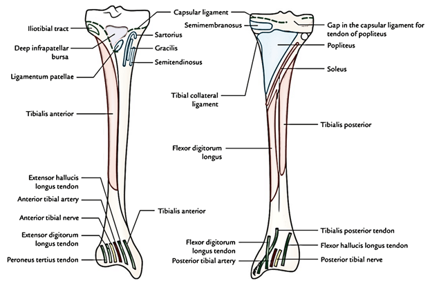 Tibia (Shinbone) | Earth's Lab