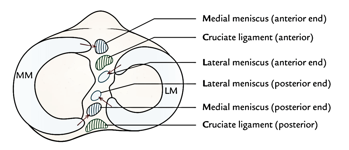 Tibia (Shinbone) | Earth's Lab