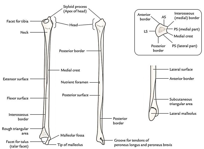 Fibula - Parts, Anatomical Position, Features and Attachments ...