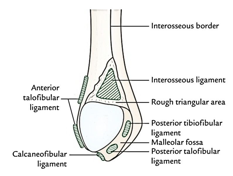 Fibula - Parts, Anatomical Position, Features and Attachments ...