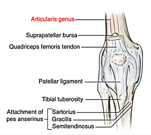 Articularis Genu | Earth's Lab
