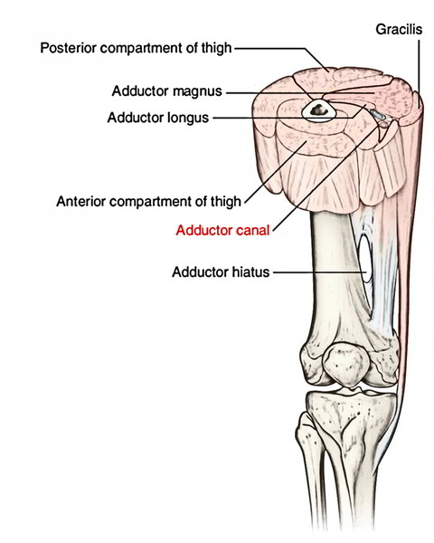 Easy Notes On 【Adductor Canal】(Subsartorial or Hunter’s Canal)