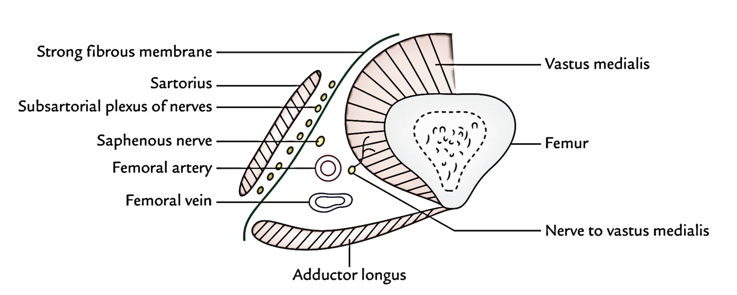 Easy Notes On 【adductor Canal】subsartorial Or Hunters Canal