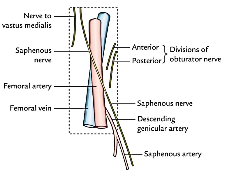Easy Notes On 【adductor Canal】subsartorial Or Hunters Canal