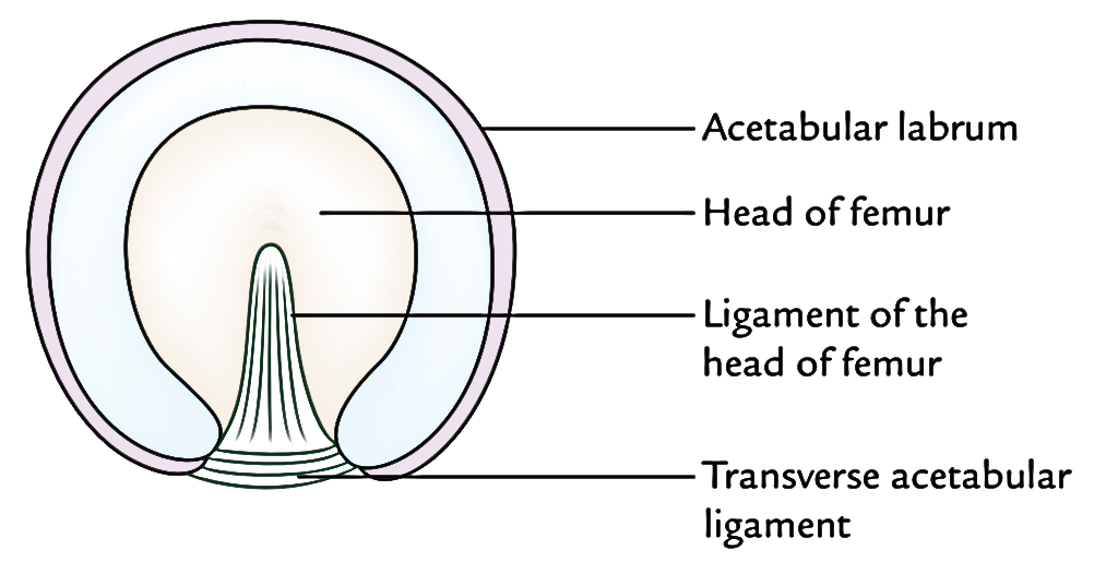 Easy Notes On 【Hip Joint】Learn in Just 4 Minutes!