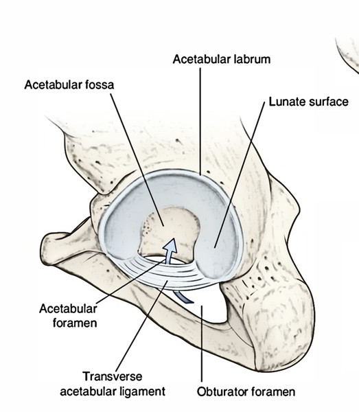 Easy Notes On 【Hip Joint】Learn in Just 4 Minutes!