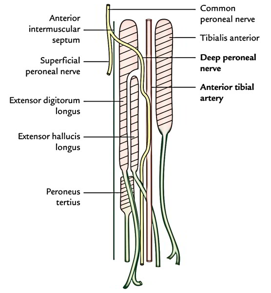 Anterior Tibial Artery