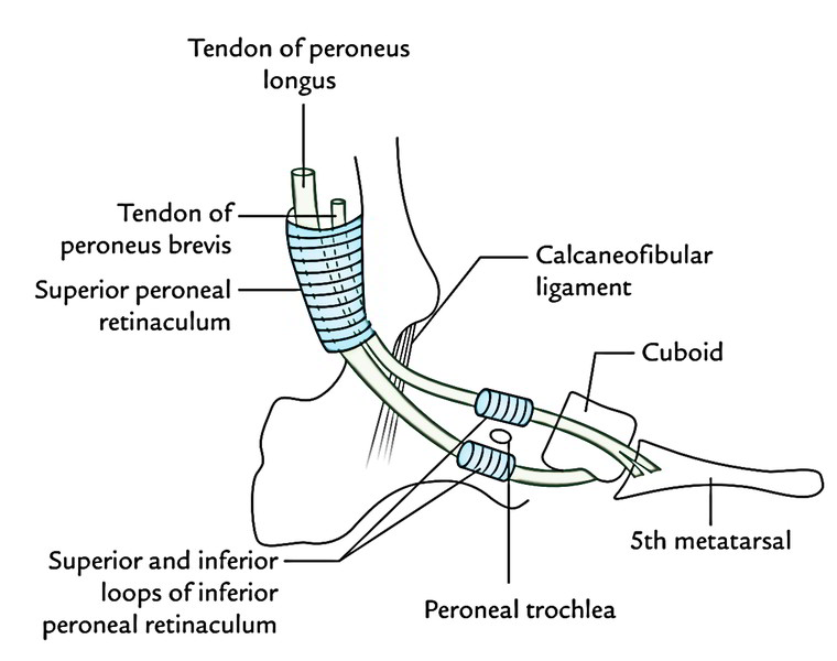 Peroneal Retinacula - Earth's Lab
