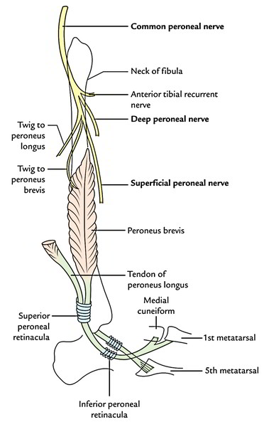 Superficial Peroneal Nerve (Musculocutaneous Nerve of The Leg) | Earth ...