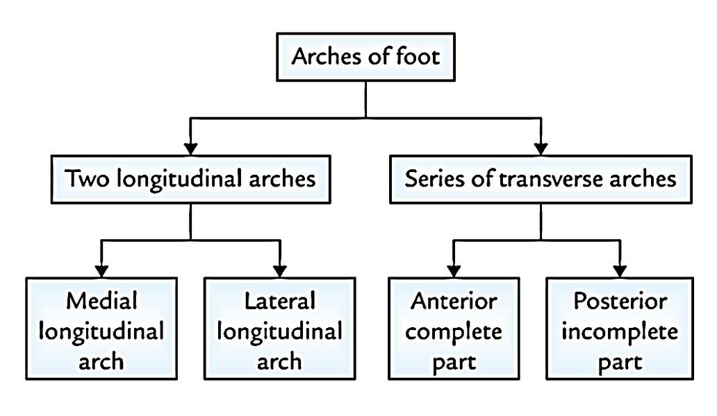 Arches of The Foot | Earth's Lab