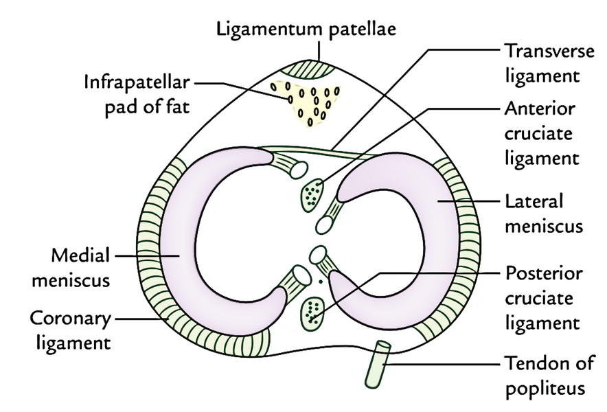Easy Notes On 【Ligaments of the Knee Joint】Learn in Just 3 Minutes!