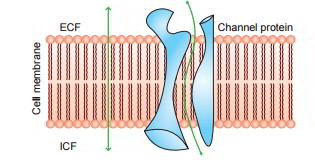 Passive Transport – Simple and Facilitated Diffusion and Osmosis ...