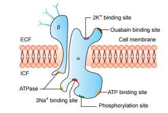 Active Transport – Primary and Secondary Processes – Earth's Lab