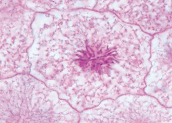 Mitotic Cell Division And Mitotic Phases – Earth's Lab