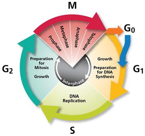 The Cell Cycle – Earth's Lab