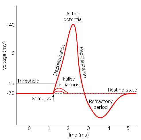 Action Potential – Earth's Lab