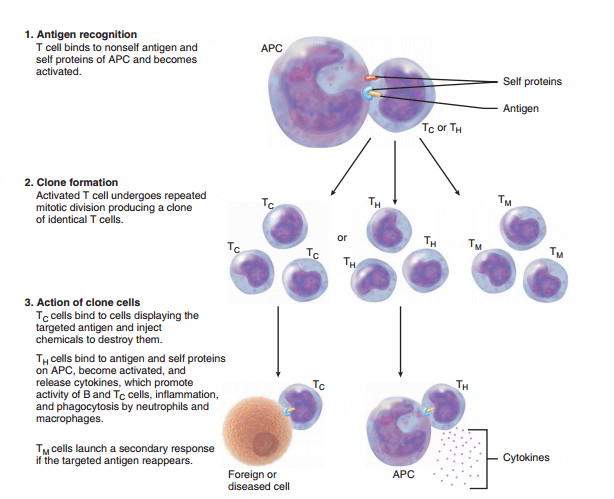 Immunity Or Specific Resistance – Cell-Mediated Immunity And Antibody ...