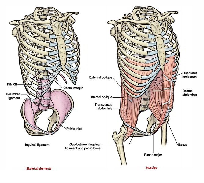 Easy Notes On 【abdominal Wall】learn In Just 3 Minutes