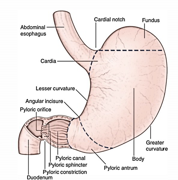 Easy Notes On 【stomach】learn In Just 4 Minutes
