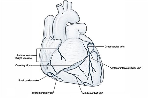 Venous Drainage of the Heart – Coronary Sinus, Anterior Cardiac Veins ...