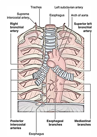 Arch of Aorta – Course, Connection, Branches and Development – Earth's Lab