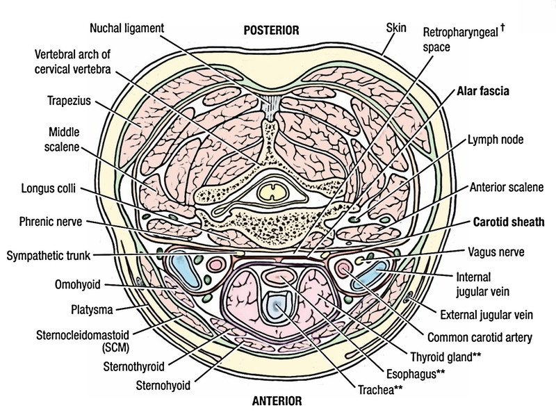 Neck – Earth's Lab