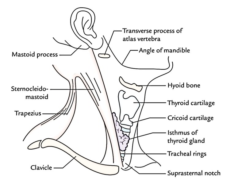 Easy Notes On 【Neck】Learn in Just 4 Minutes!