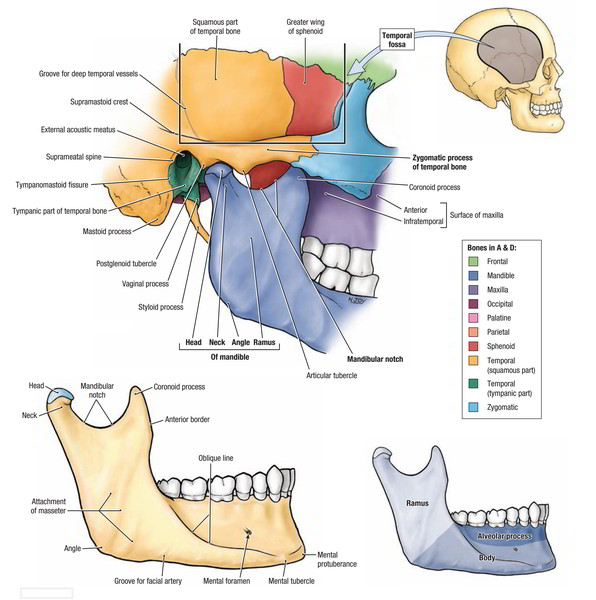 Temporal Bone | Earth's Lab