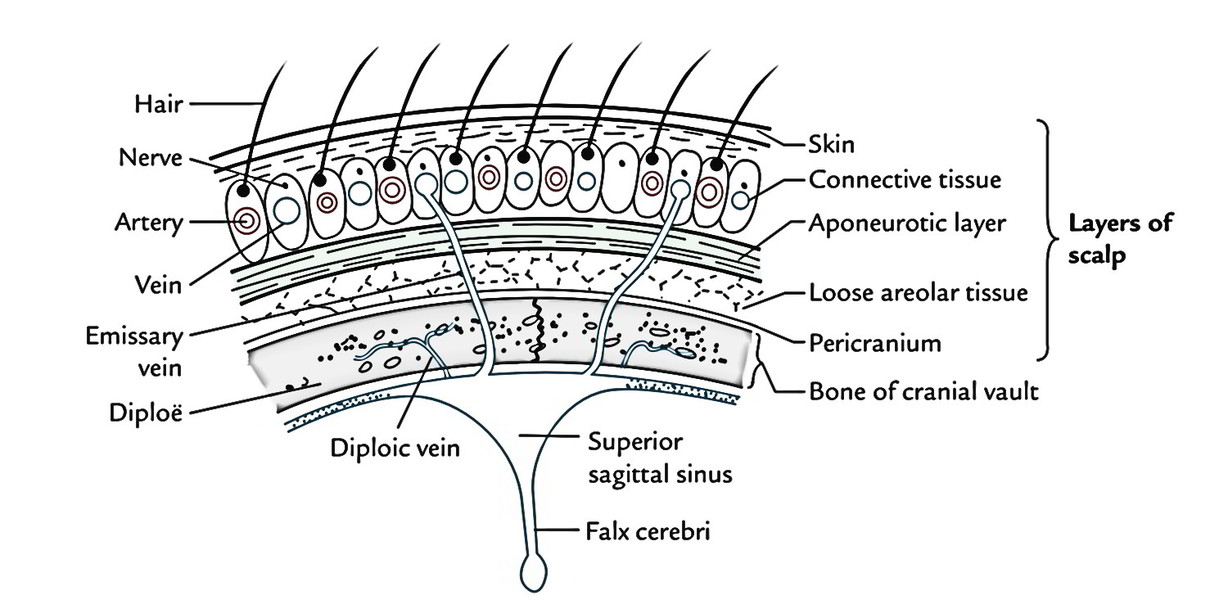 Scalp The Scalp Refers To The Layers Of Skin And Subc - vrogue.co Scalp The Scalp Refers To The Layers Of Skin And Subc - vrogue.co