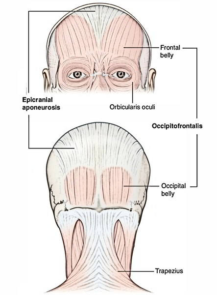 Easy Notes On 【Scalp】Learn in Just 4 Minutes!
