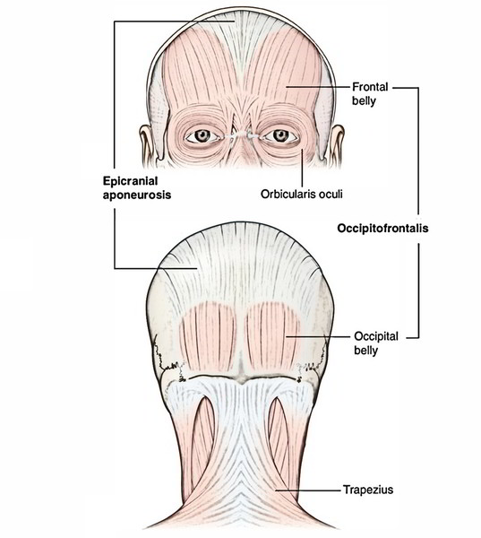 Easy Notes On 【Scalp】Learn in Just 4 Minutes!