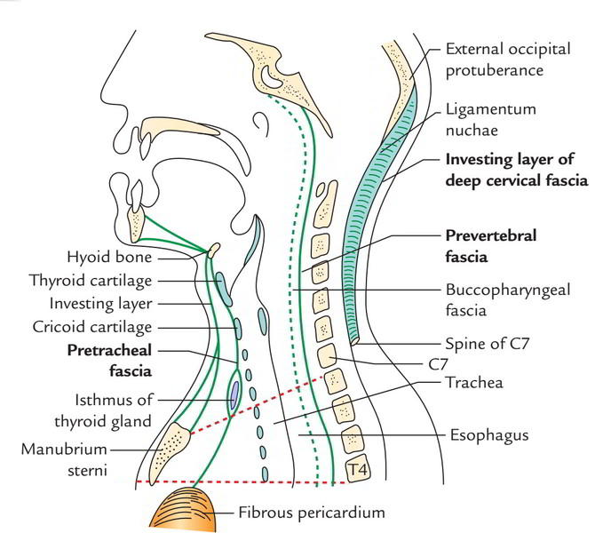 Easy Notes On 【Deep Cervical Fascia – Fascia Colli】